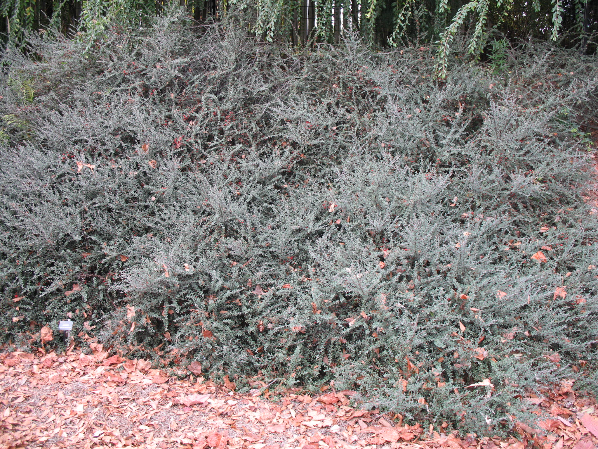 Online Plant Guide - Cotoneaster glaucophyllus / Gray Leaf Cotoneaster